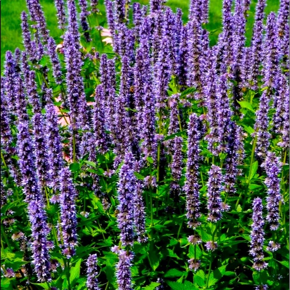 Hand Crafted | Other | 3 Organic Dried Hyssop Flower Smudge Sticks Or ...